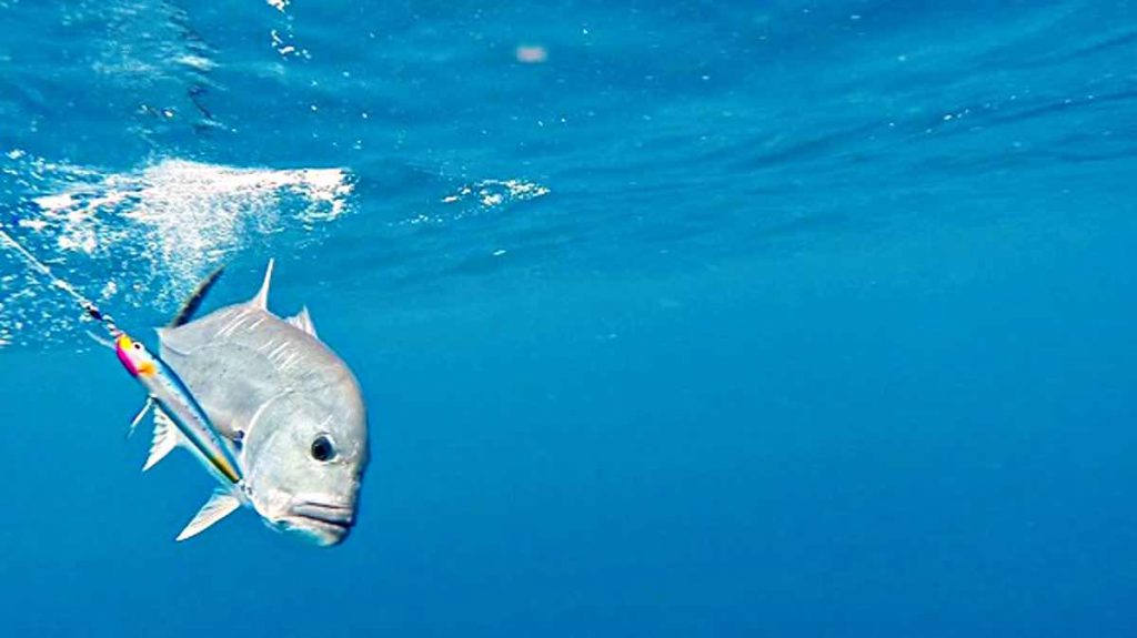 Fiji Fishing Charters